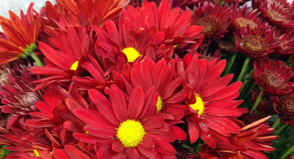 Gillespie Florists Blog