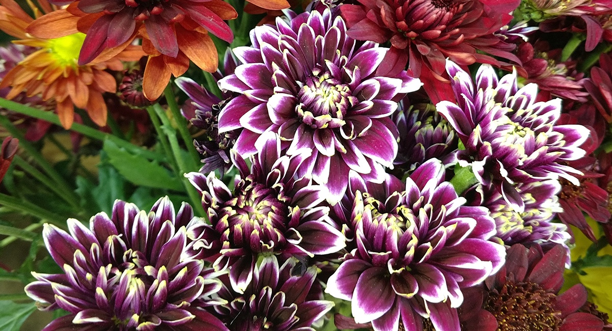 Gillespie Florists Blog