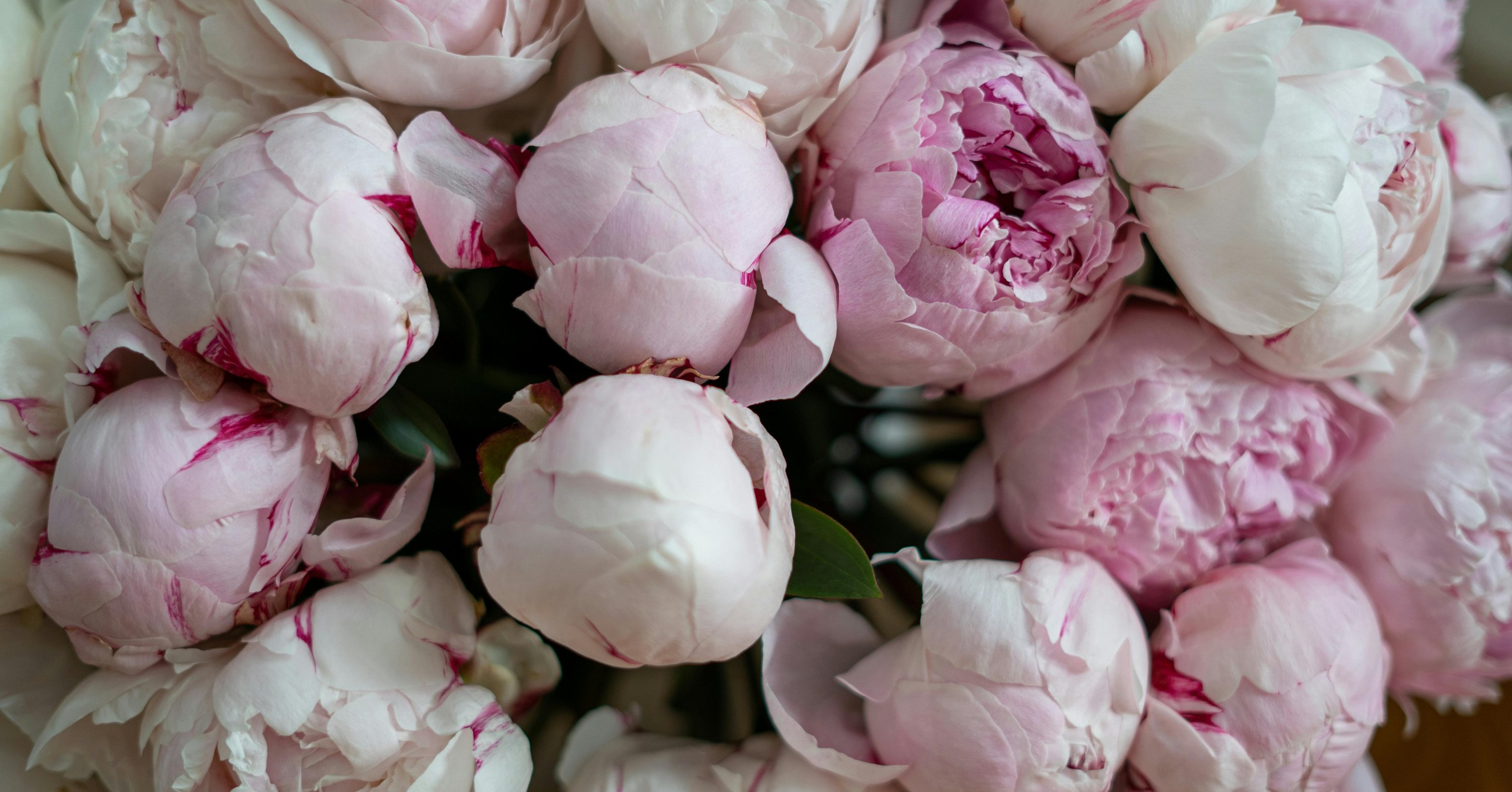 November Birth Month Flowers: Chrysanthemums & Peonies