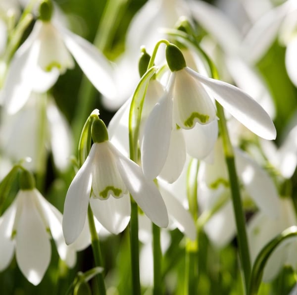 January Birth Month Flower: The Carnation and Snowdrop