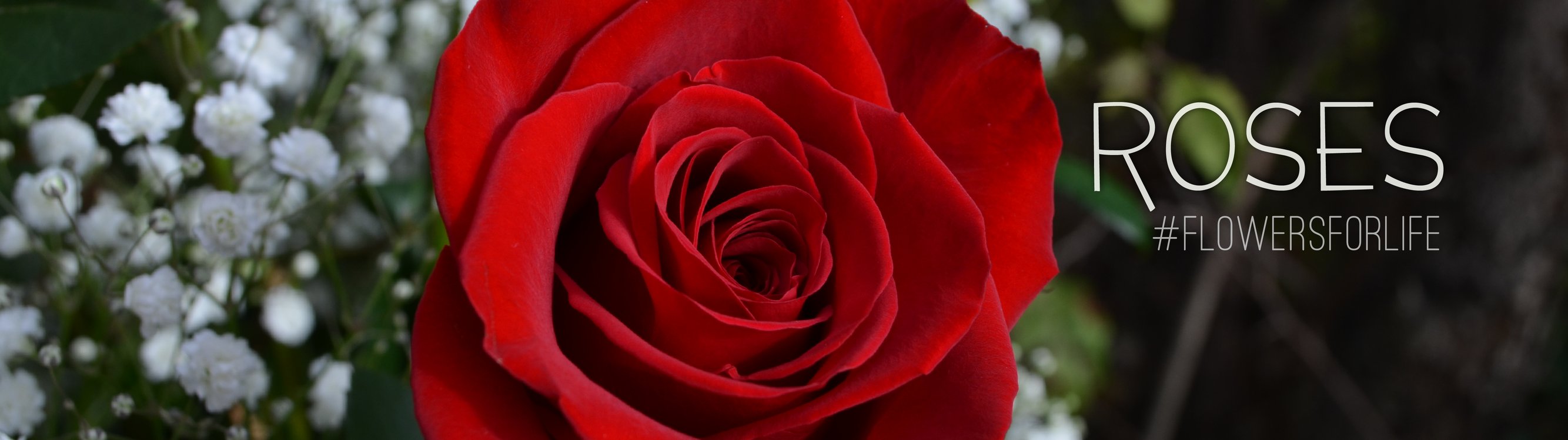 Gillespie Florists Blog