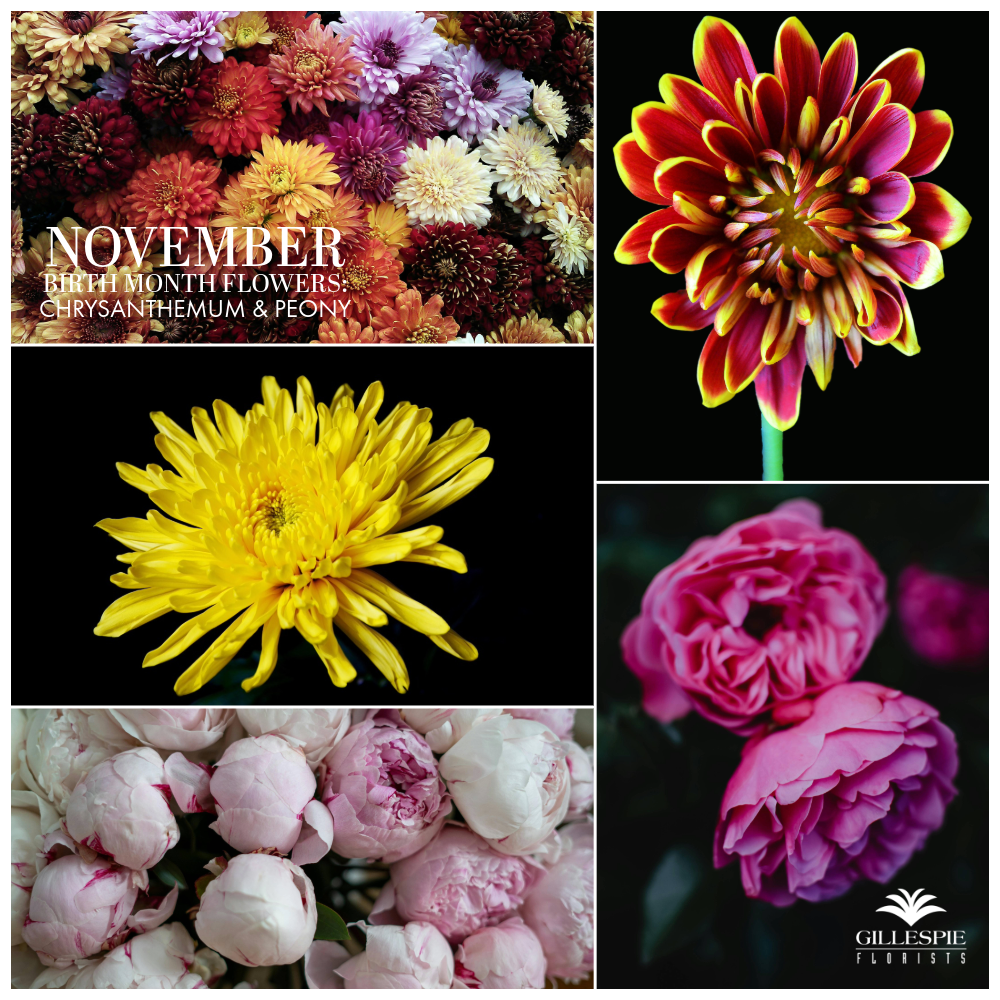 November Birth Month Flowers: Chrysanthemums & Peonies